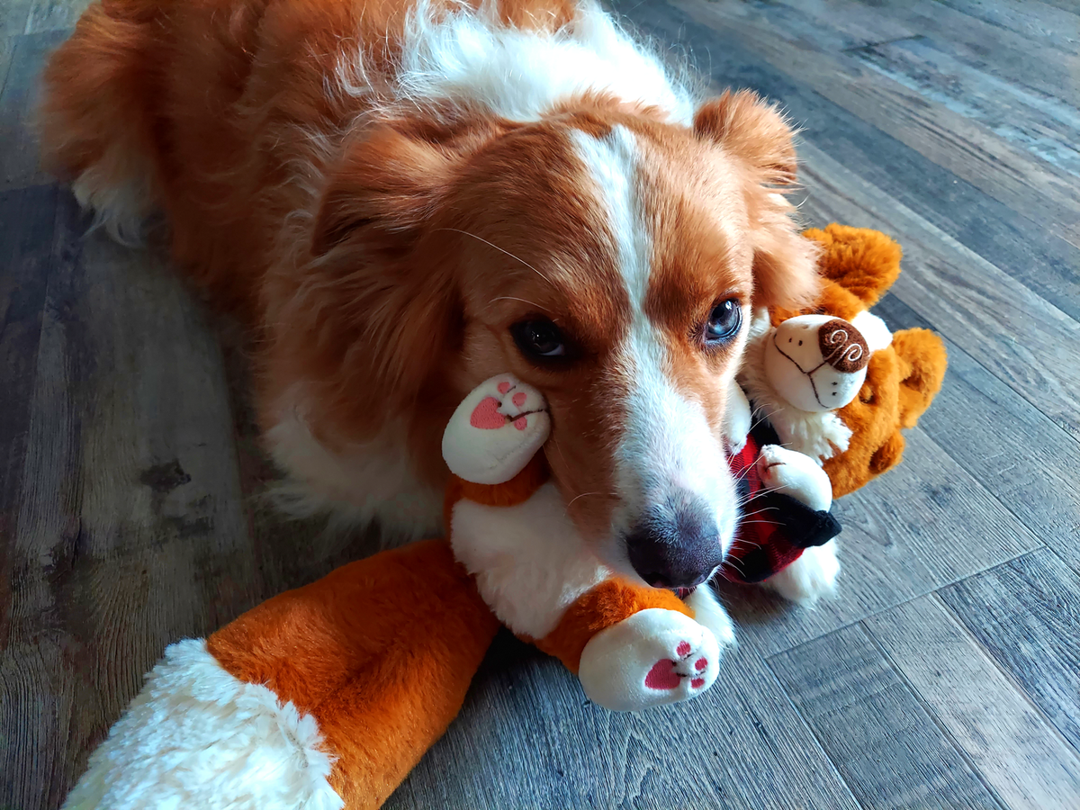 Character Profiles ChocoChip Hyena – LittleSofts